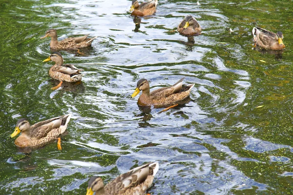 Patos azules fotos de stock, imágenes de Patos azules sin royalties ...