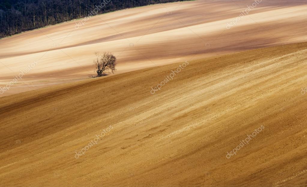Spring landscape with tree, field and forest — Stock Photo © Nazzu ...
