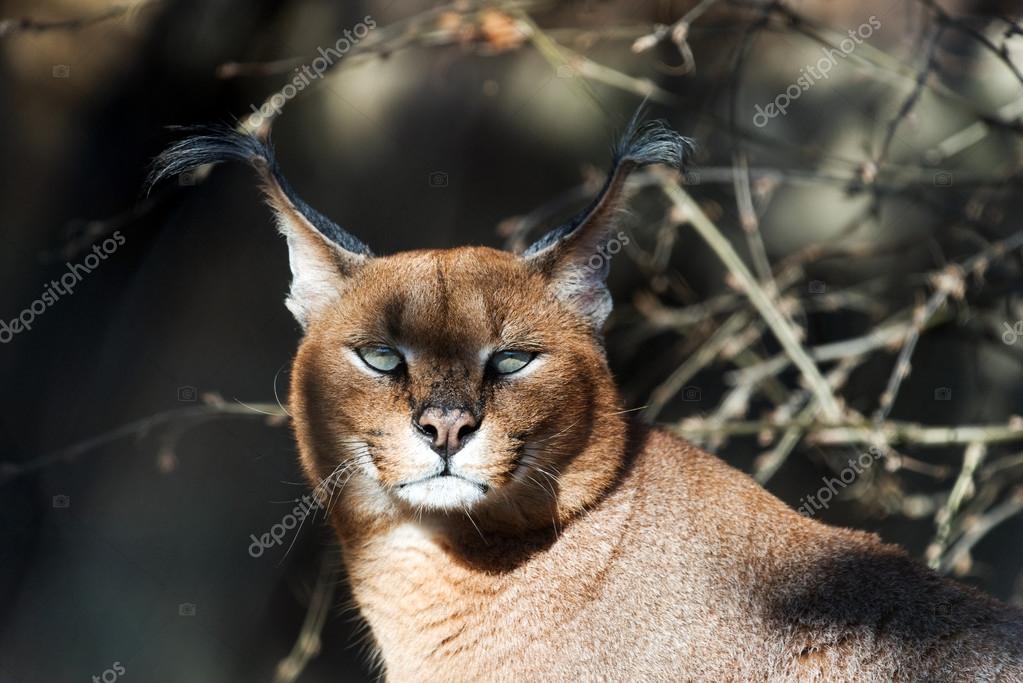 A closeup of the head of a caracal Stock Photo by ©Nazzu 89659506