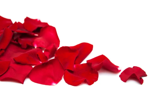 Red rose losing petals isolated on white — Stock Photo © Flaps. #2457570