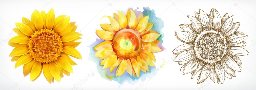 Sunflower, different styles Stock Vector Image by ©natis76 #109196712