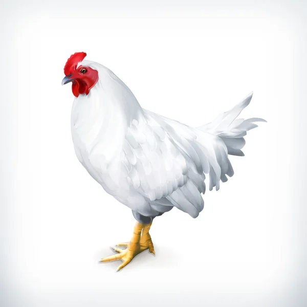Pollo vivo imágenes de stock de arte vectorial | Depositphotos