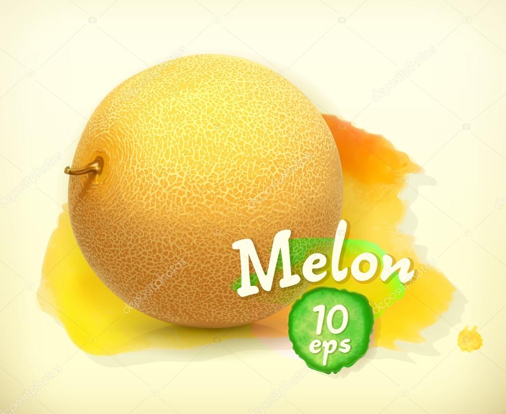 Melon illustration background Stock Vector Image by ©natis76 #80490932