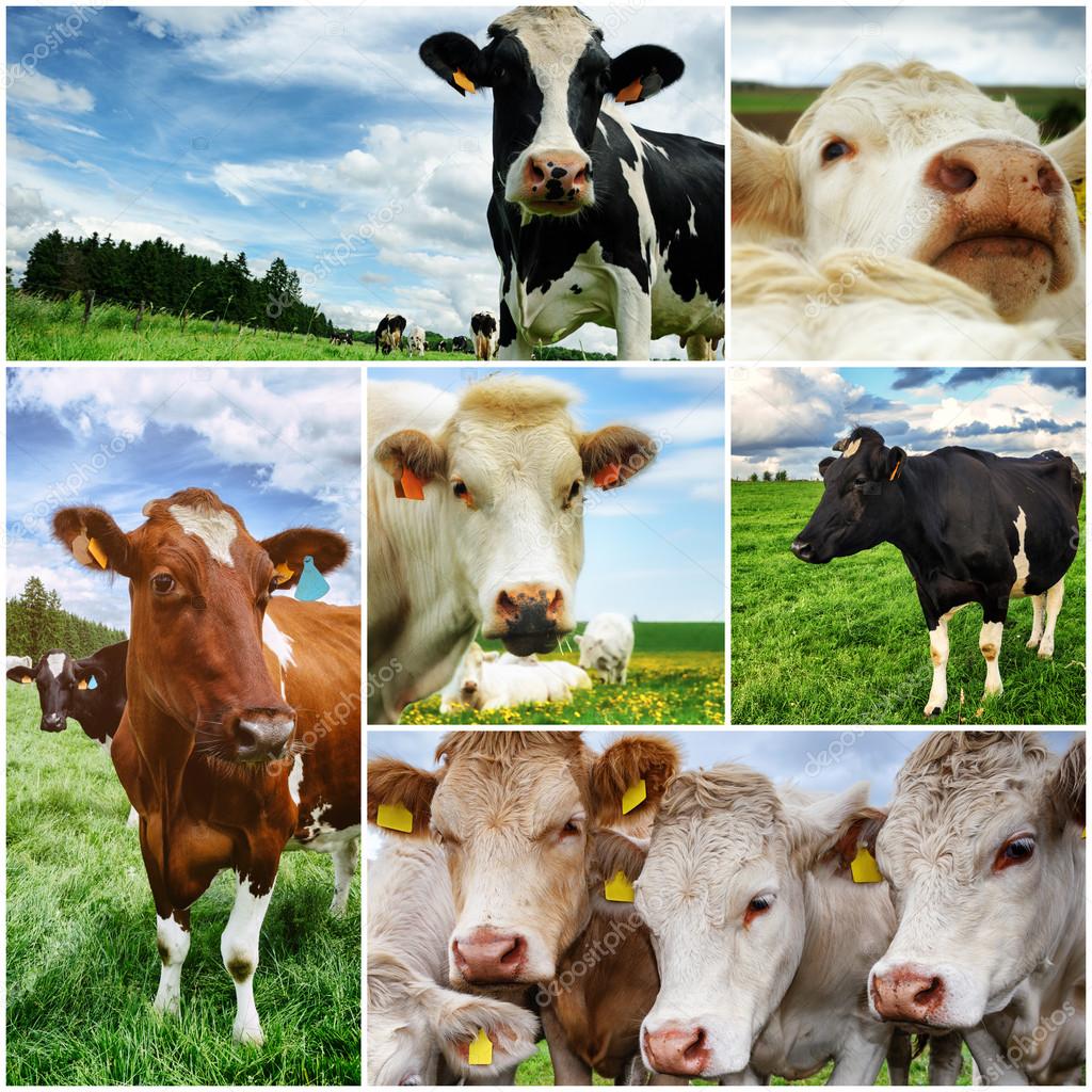 Agricultural collage with cows — Stock Photo © paulgrecaud #53804289