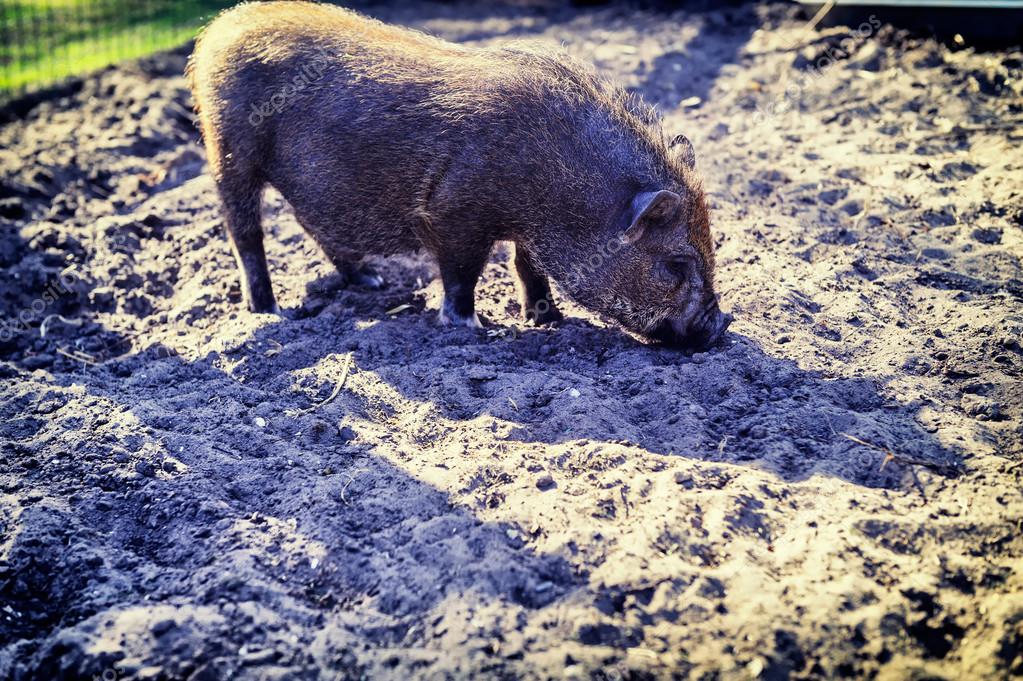 Small pig digging the ground Stock Photo by ©paulgrecaud 73528265