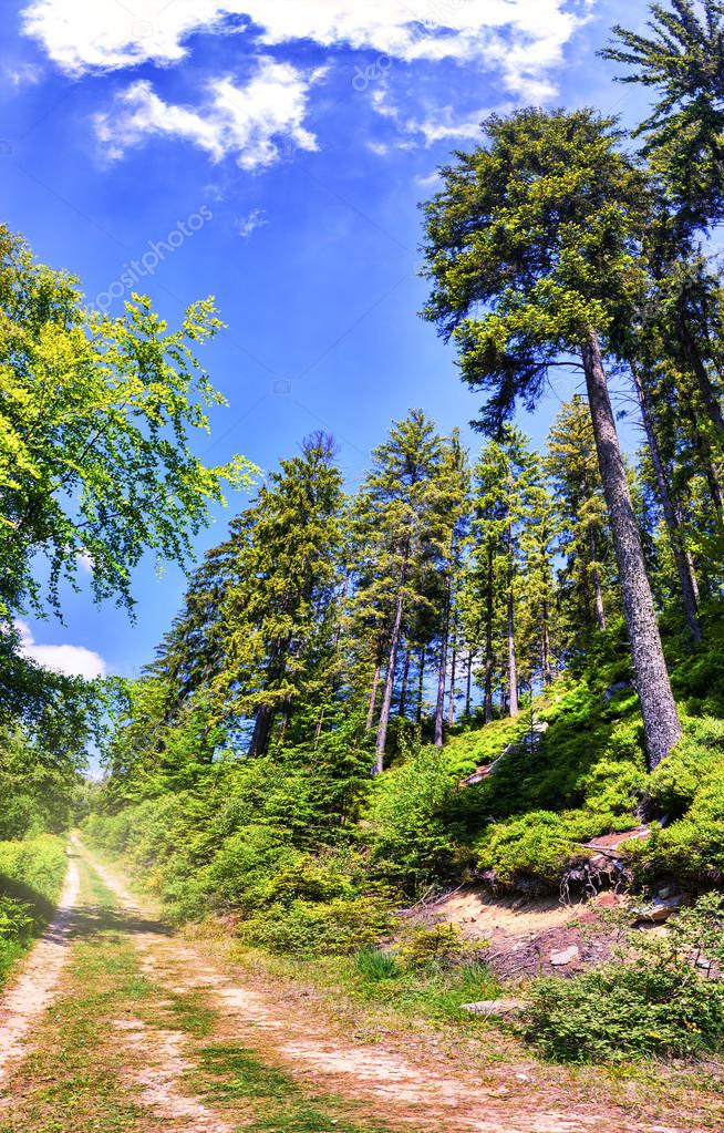 Summer landscape with forest road Stock Photo by ©paulgrecaud 77840738