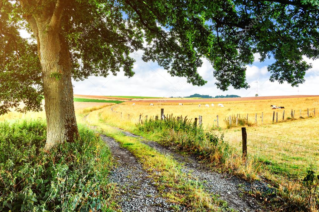 Country Summer Pictures