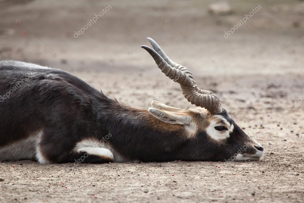 Pato negro indio (Antilope cervicapra ). — Foto de stock © wrangel ...