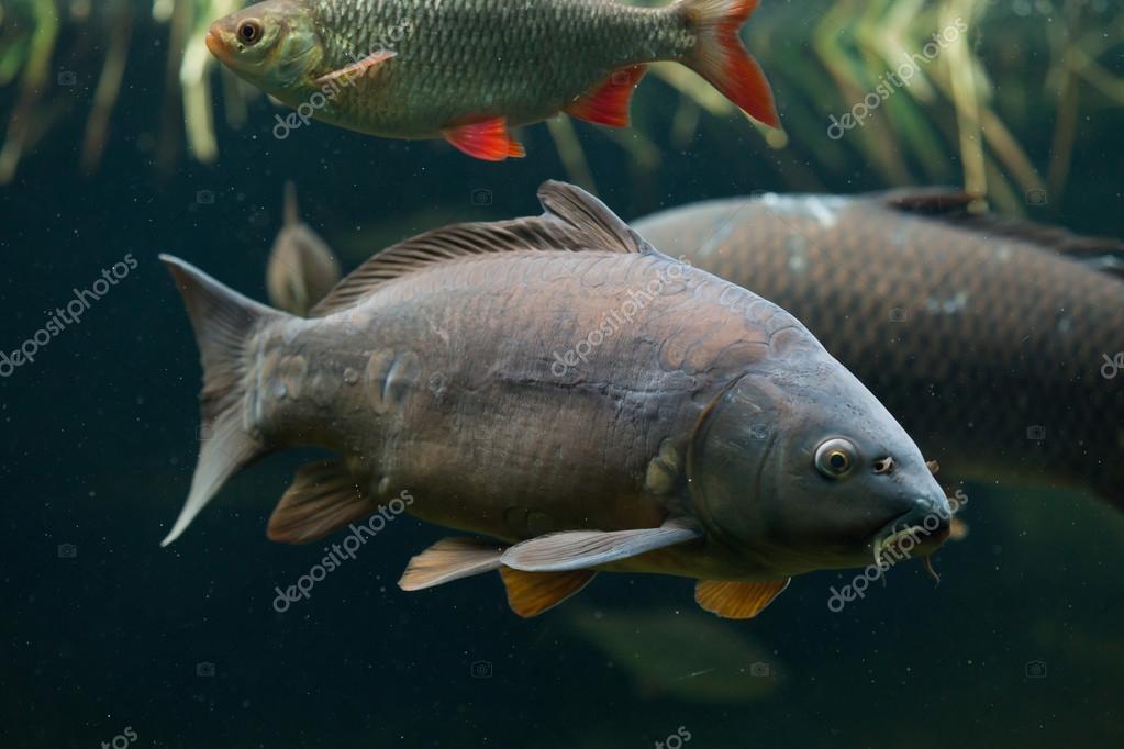 Mirror carp (Cyprinus carpio carpio) Stock Photo by ©wrangel 106363796