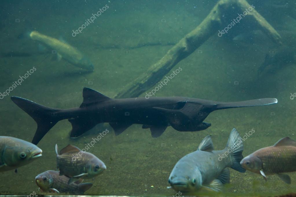American paddlefish (Polyodon spathula). — Stock Photo © wrangel #107032522
