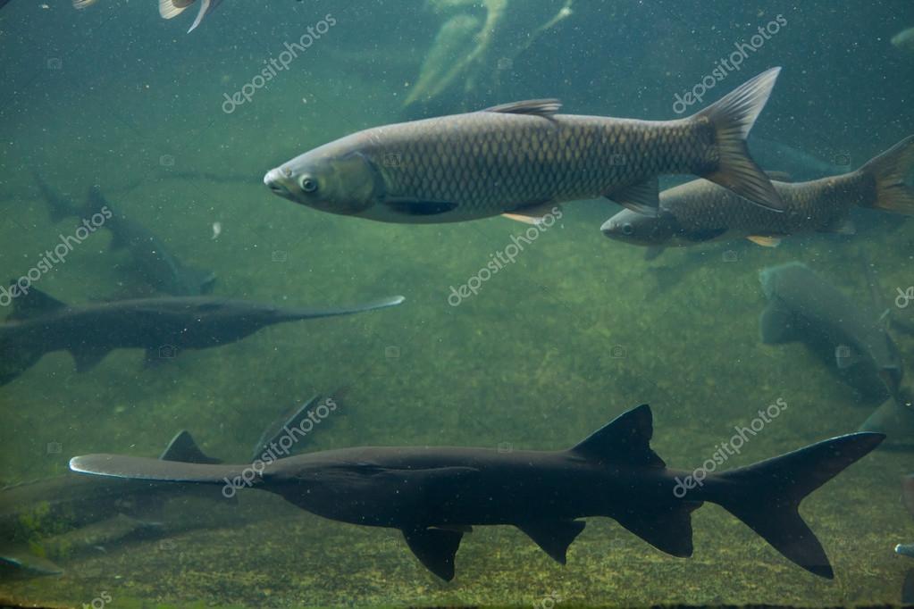 American Paddlefish