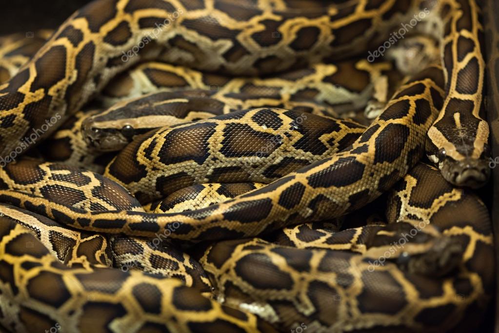 Burmese pythons (Python bivittatus). — Stock Photo © wrangel #107453040