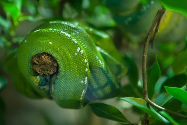 Chondropython Stock Photos, Royalty Free Chondropython Images ...