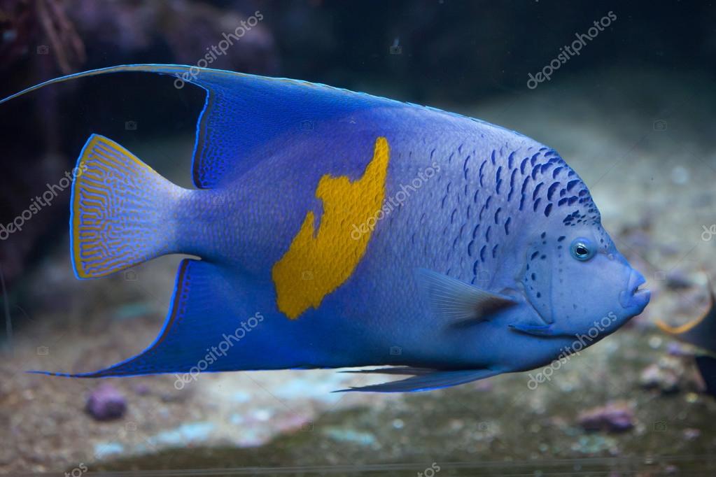 Blue Yellowband angelfish Stock Photo by ©wrangel 108747668