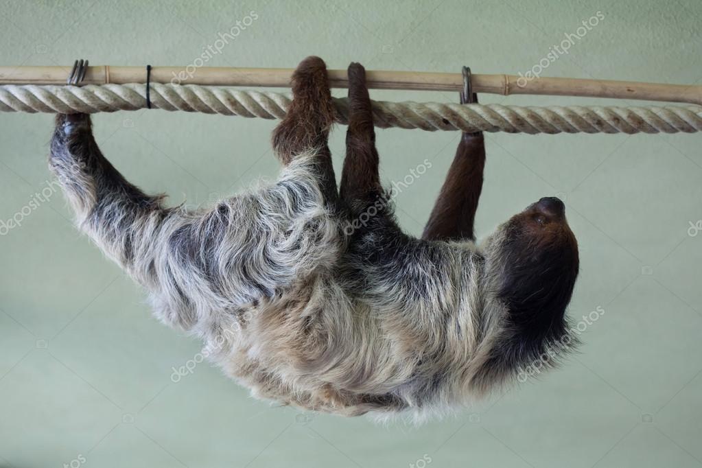 Linnaeus's two-toed sloth Stock Photo by ©wrangel 108748300