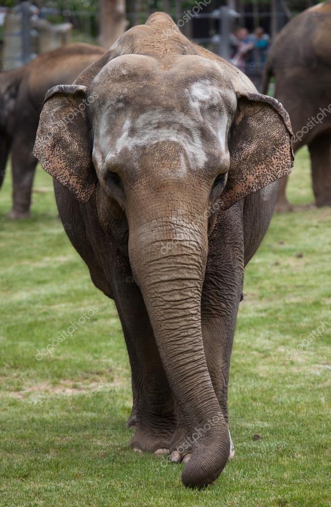 Indian Elephant Front View