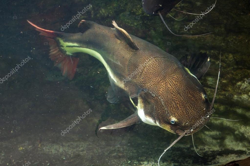 Redtail catfish (Phractocephalus hemioliopterus) Stock Photo by ...