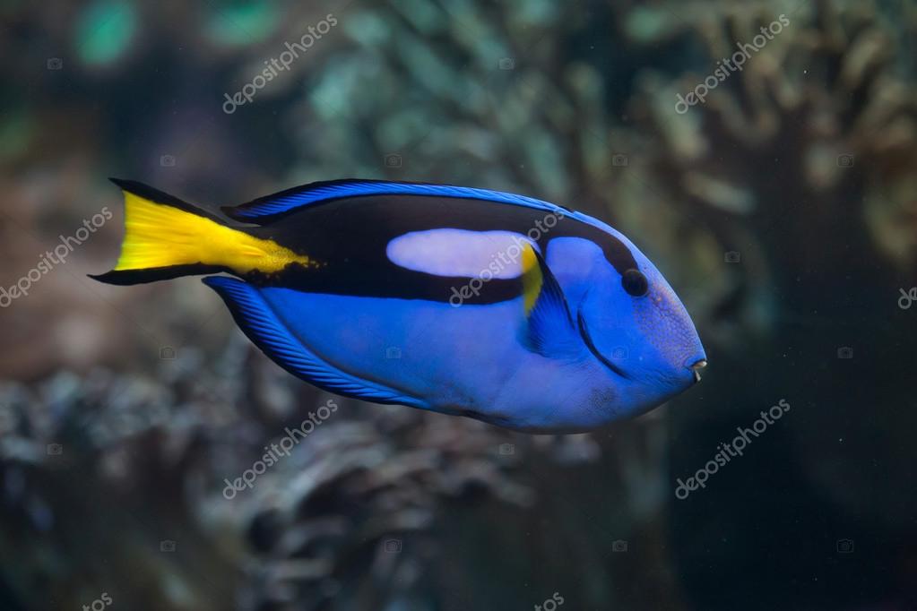 Blue surgeonfish swimming — Stock Photo © wrangel #112562670