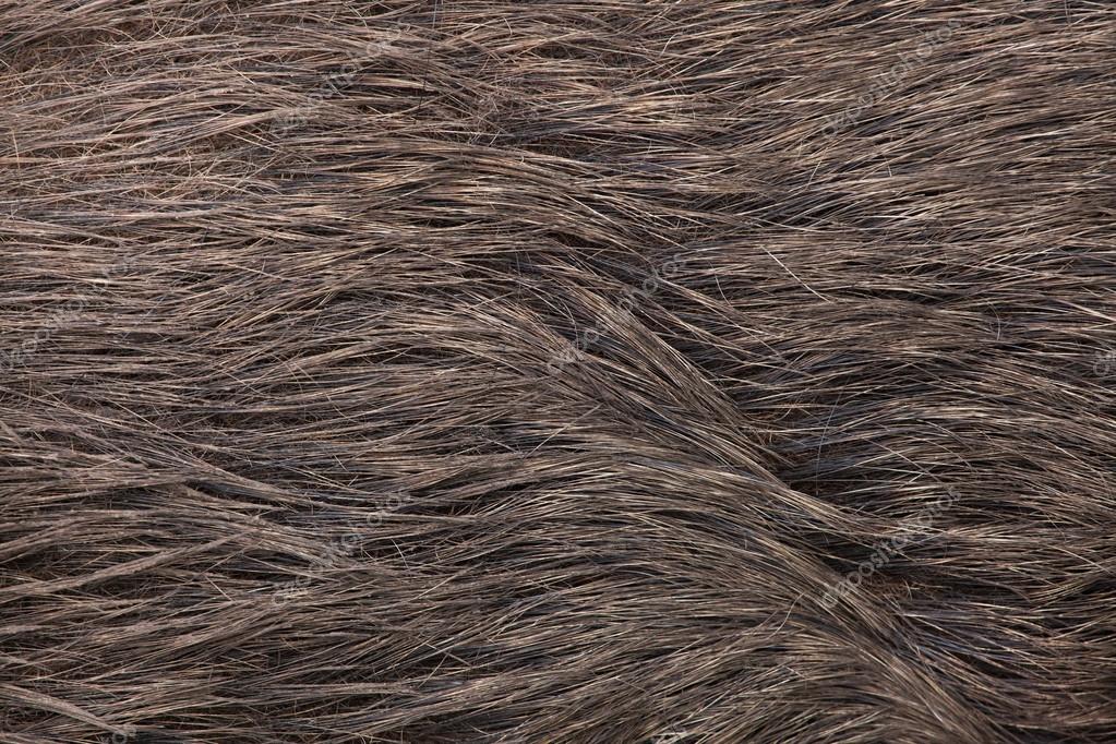 Wild boar skin texture. ⬇ Stock Photo, Image by © wrangel #119959768