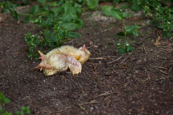 Dead chicken Stock Photos, Royalty Free Dead chicken Images | Depositphotos