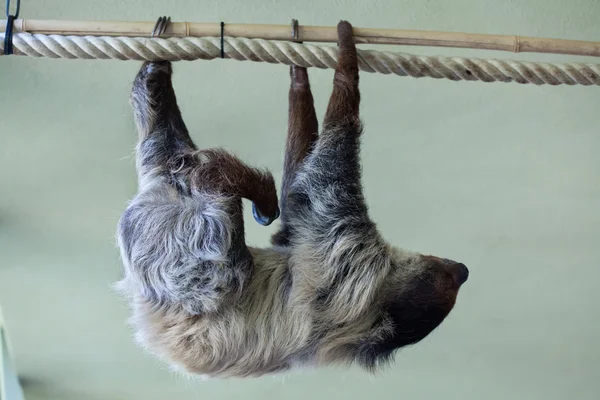Linnaeus's two-toed sloth Stock Photo by ©wrangel 108748300