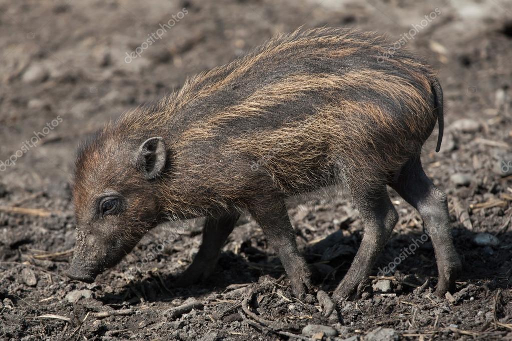 Visayan warty pig (Sus cebifrons). Stock Photo by ©wrangel 120810528