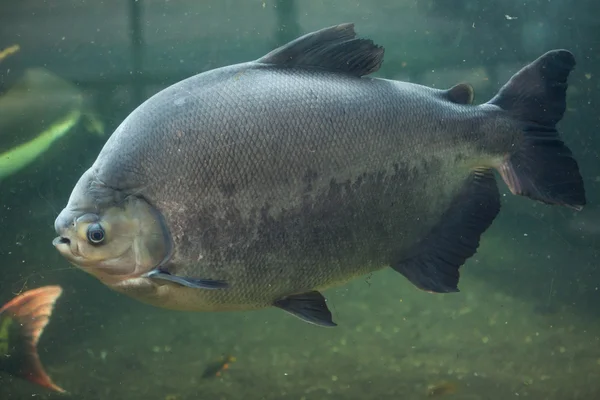 Tambaqui (Colossoma macropomum) Stock Photo by ©wrangel 108389224