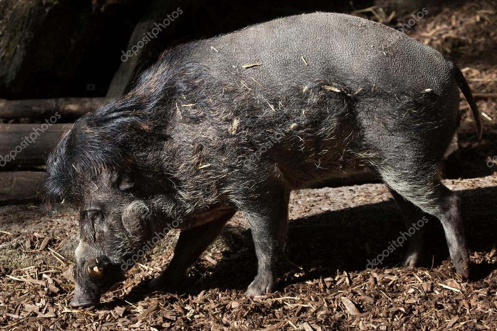 Visayan warty pig — Stock Photo © wrangel #122053400