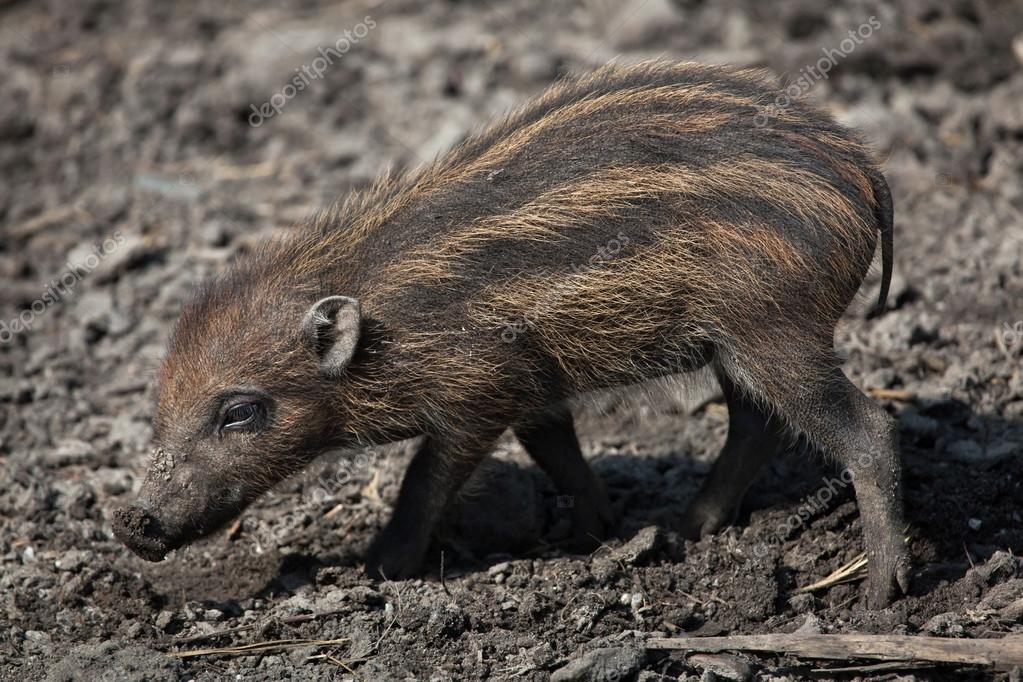 Visayan warty pig Stock Photo by ©wrangel 122053888
