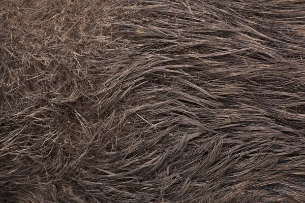 Wild boar skin texture. ⬇ Stock Photo, Image by © wrangel #119959768