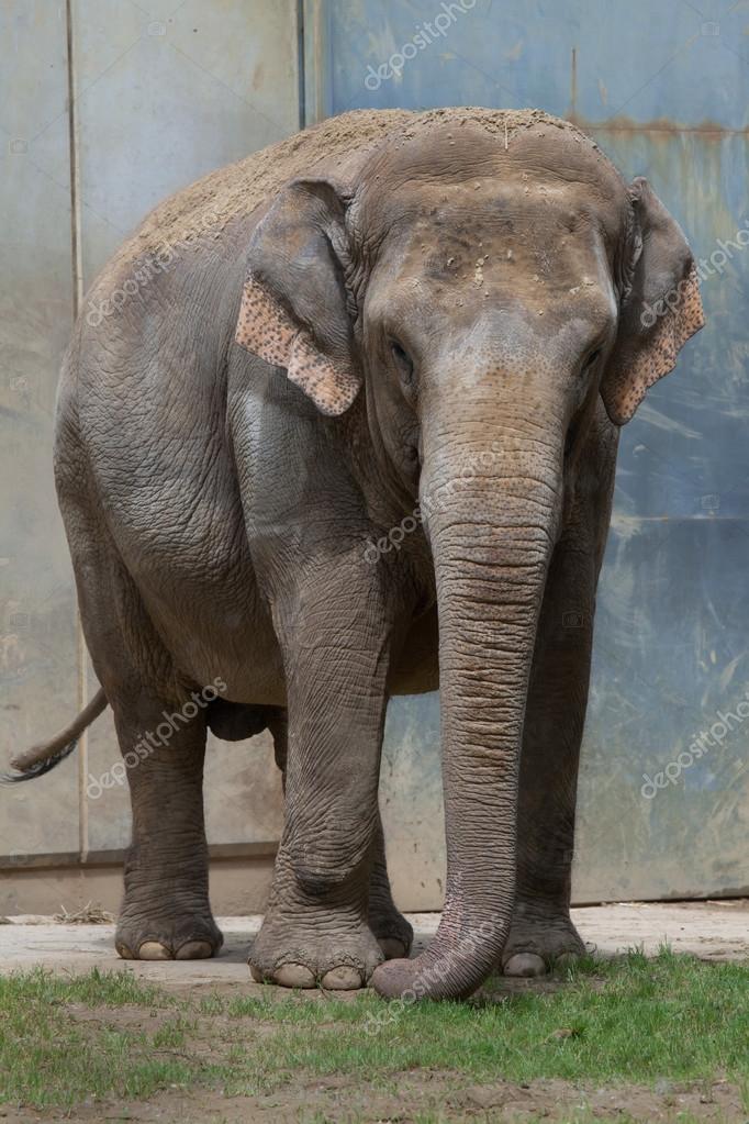 Indian elephant (Elephas maximus indicus) ⬇ Stock Photo, Image by ...