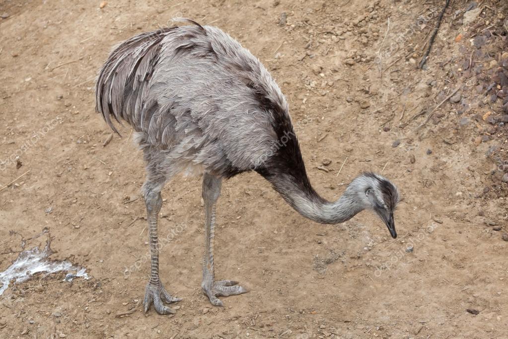 Darwin-Rhea (rhea pennata)). - Stockfotografie: lizenzfreie Fotos ...