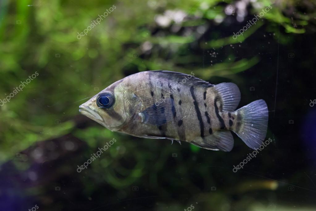 Indonesian tigerfish (Datnioides microlepis) — Stock Photo © wrangel ...