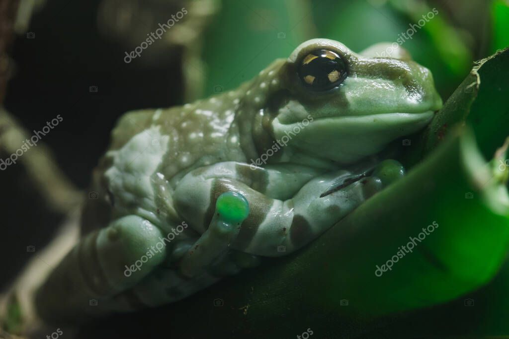Rana lechera amazónica (Trachycephalus resinifictrix), también conocida ...