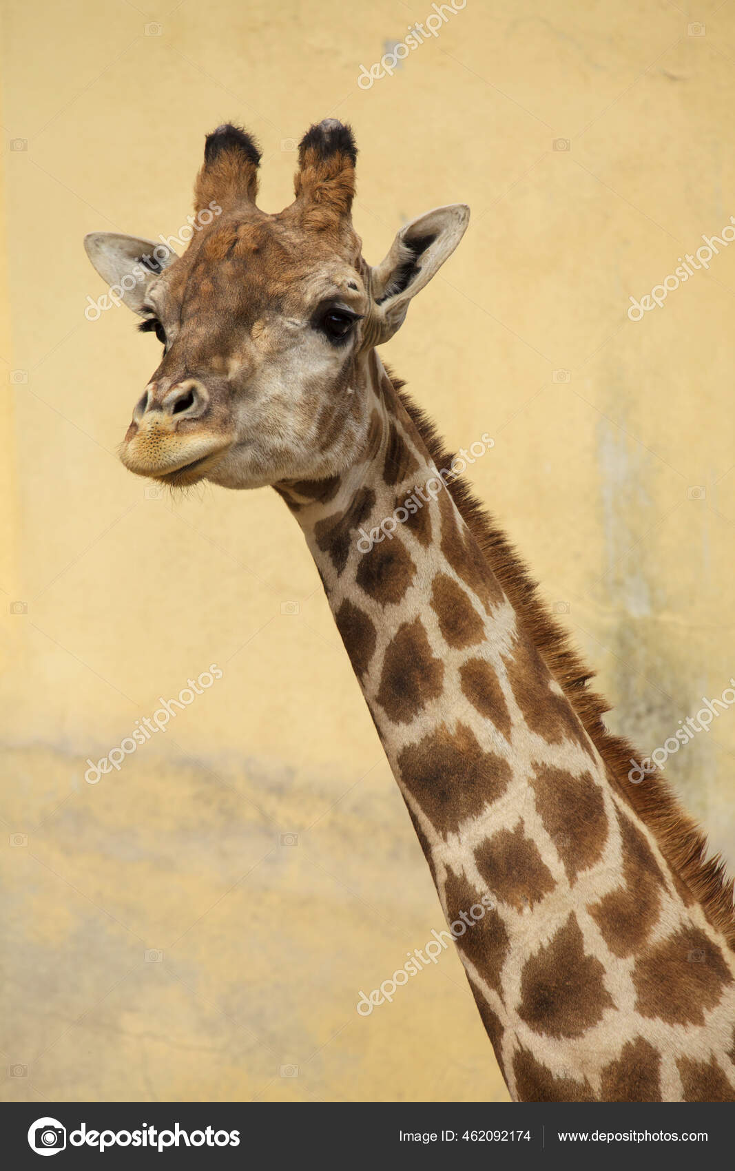 Angolan Giraffe