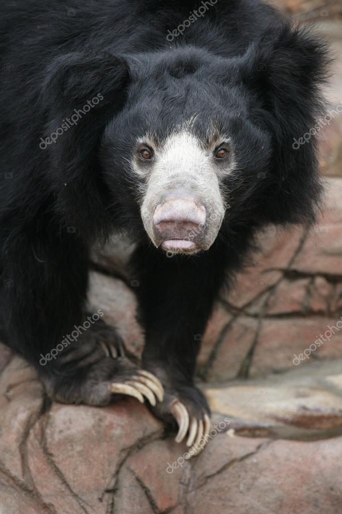 Albino Sloth Bear