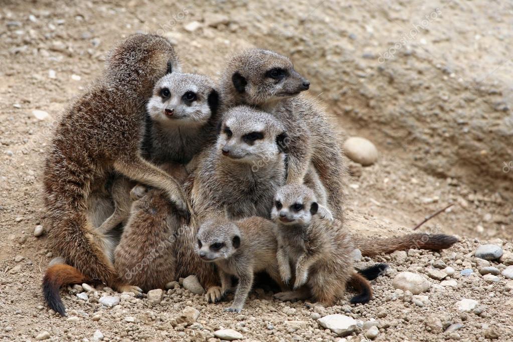 Meerkats (Suricata suricatta) — Stock Photo © wrangel #58786471