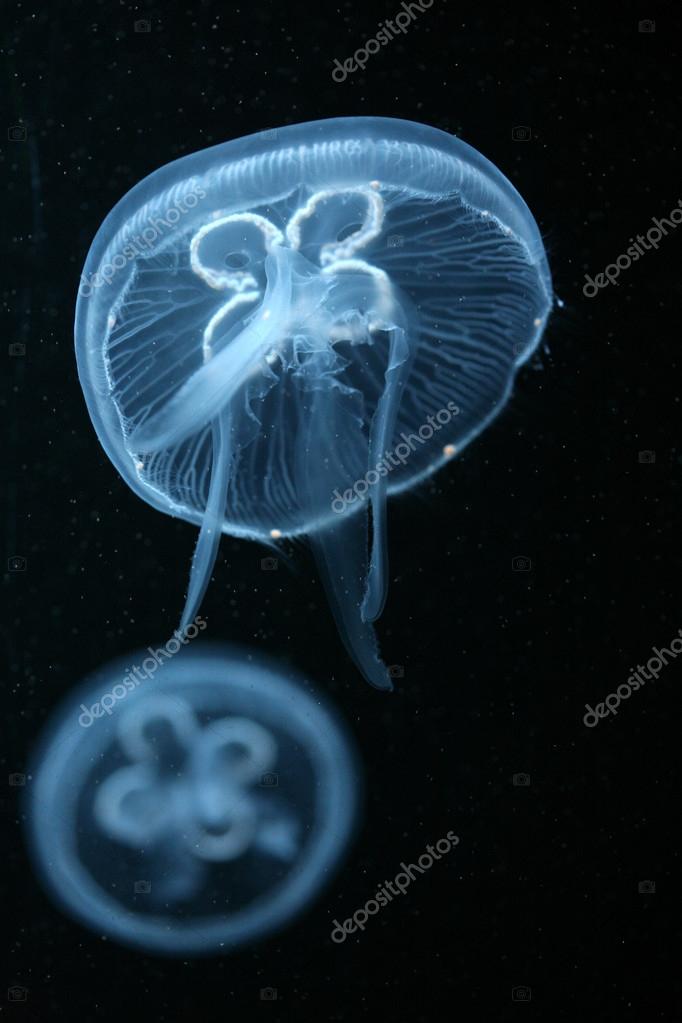 Aurelia Cnidaria