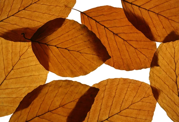 Yellow Beech Leaves Texture Stock Photo by ©wrangel 13060145