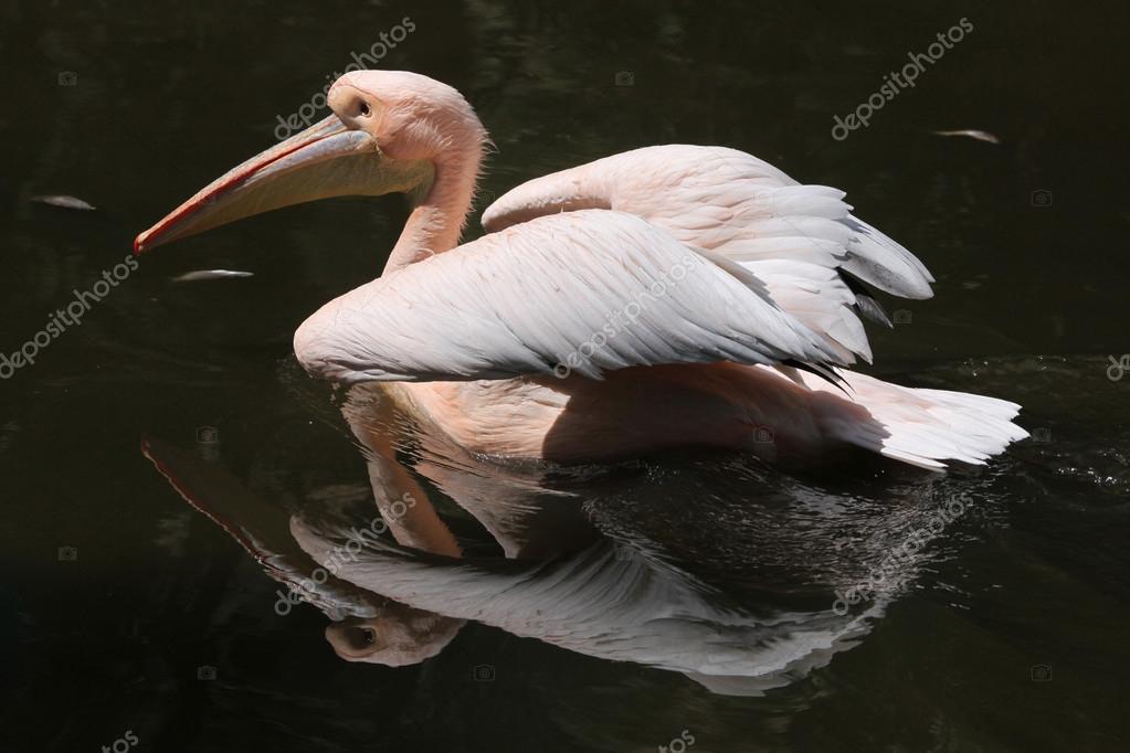 Great white pelican (Pelecanus onocrotalus) — Stock Photo © wrangel ...