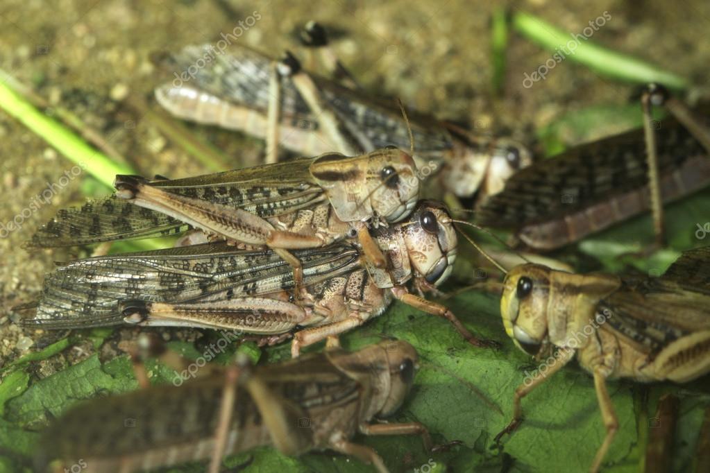 Desert locusts (Schistocerca gregaria). — Stock Photo © wrangel #75059637