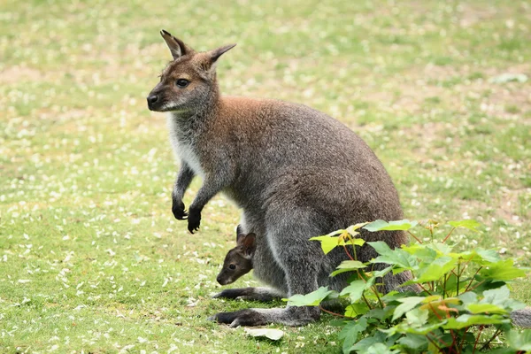 Wallaby Stock Photos, Royalty Free Wallaby Images | Depositphotos