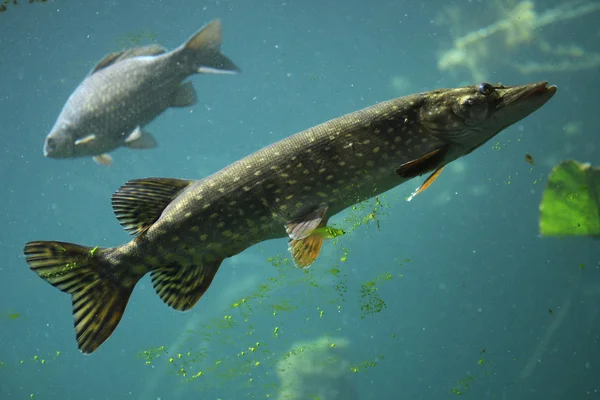 Northern pike and common carp - Stock Image - Everypixel