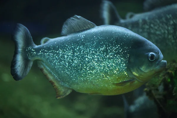 Wild Piranha (Pygocentrus piraya) Stock Photo by ©wrangel 79002652