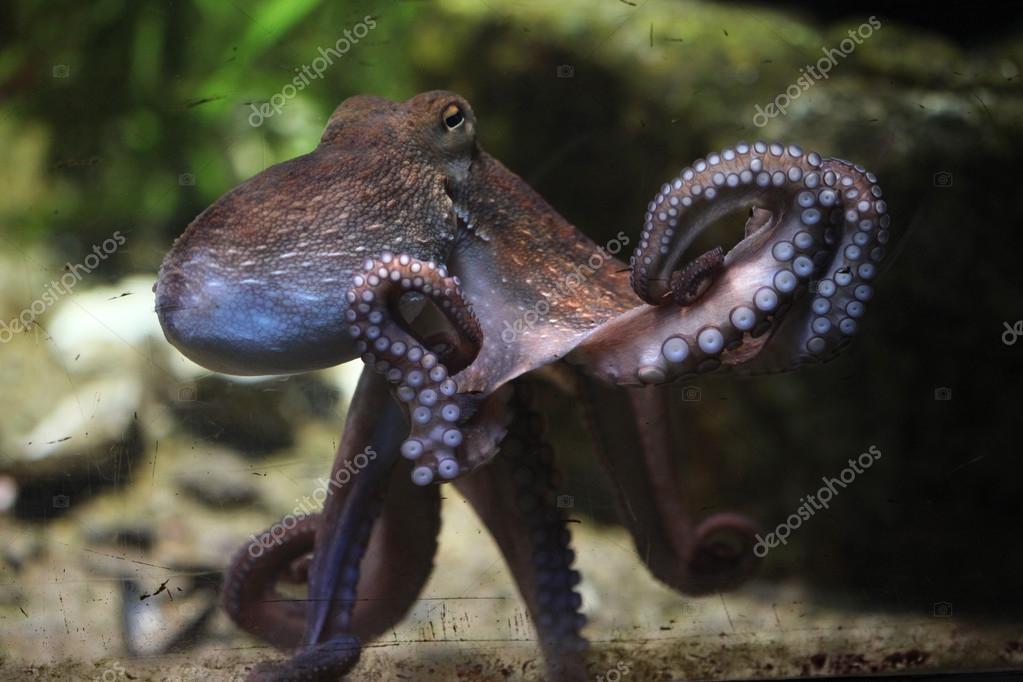 Beautiful Common octopus Stock Photo by ©wrangel 77286993
