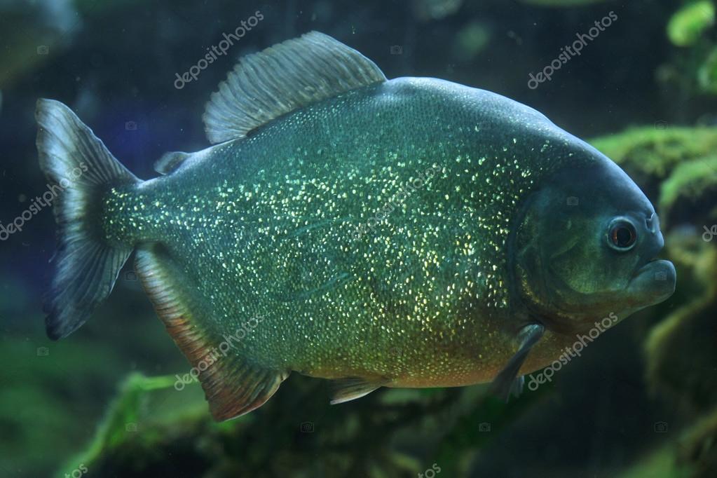 Man-eating Pygocentrus piraya Stock Photo by ©wrangel 77287041