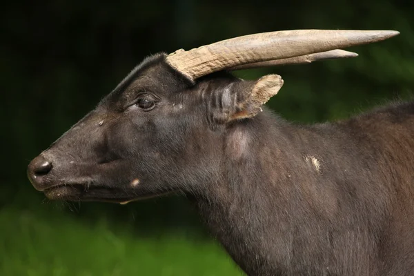 Anoa dataran rendah Stock Photos, Royalty Free Anoa dataran rendah ...