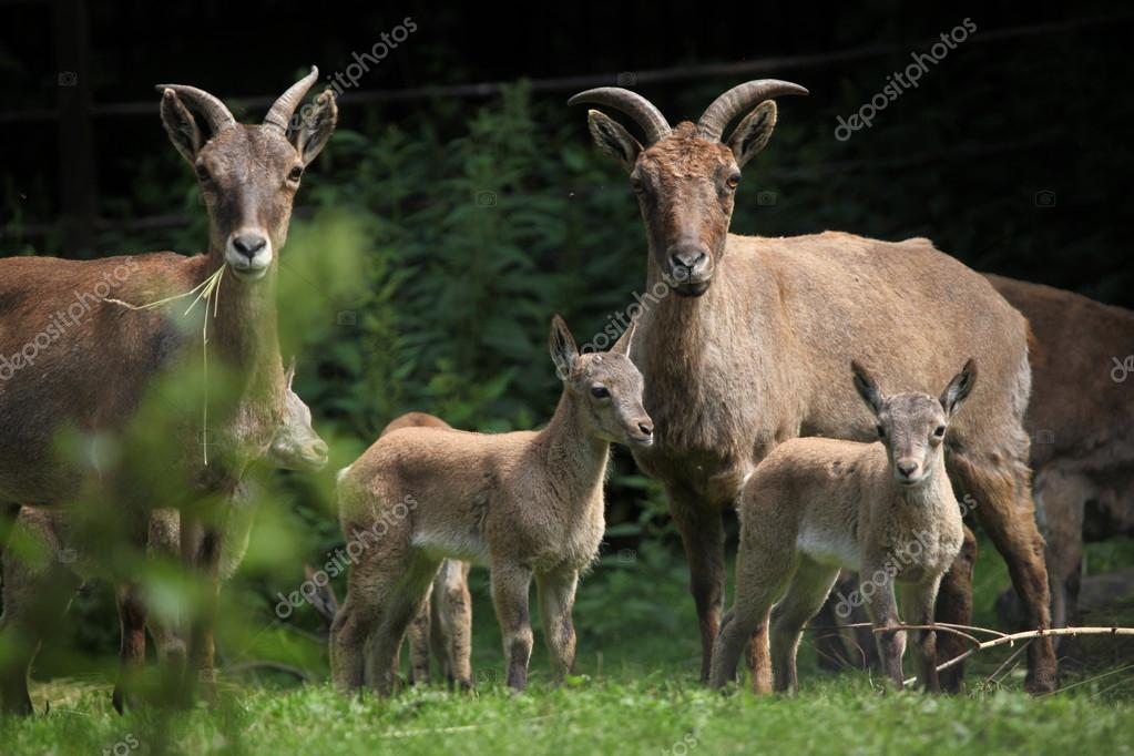 East Caucasian turs Stock Photo by ©wrangel 77842888