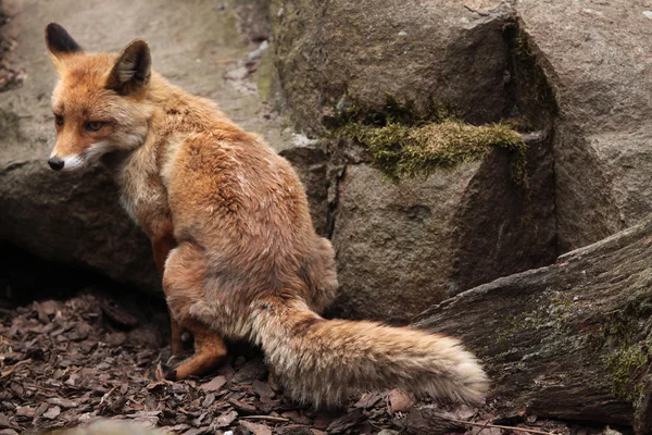 Fox poop Stock Photos, Royalty Free Fox poop Images | Depositphotos