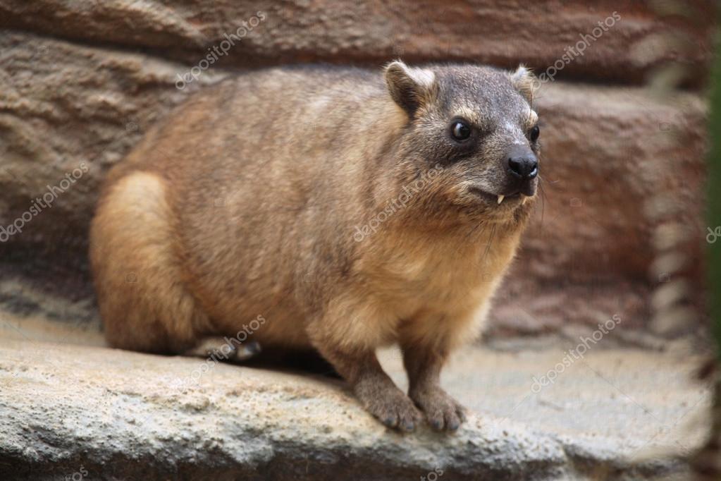Cape Rock hyrax — Stock Photo © wrangel #78117668
